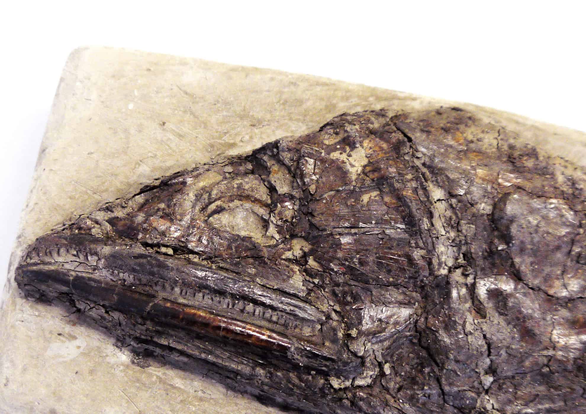 Rocks and Fossils 4: Pachyrhizodus salmoneus - Folkestone Museum Learn ...