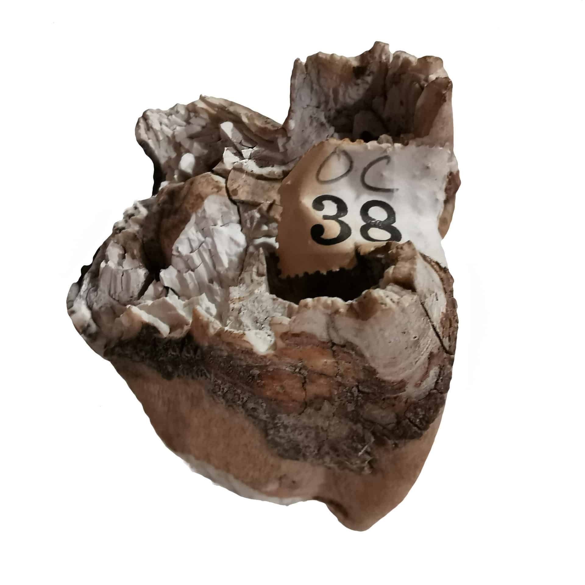 Rocks and Fossils - Folkestone Museum Learn with Objects