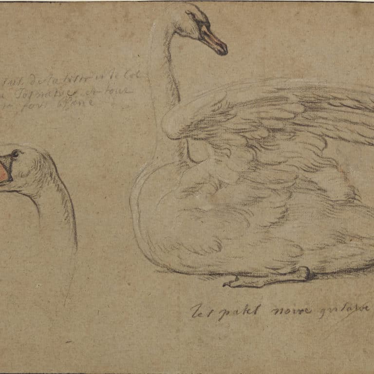 Master Collection activity 2: investigating animals in art - Folkestone ...